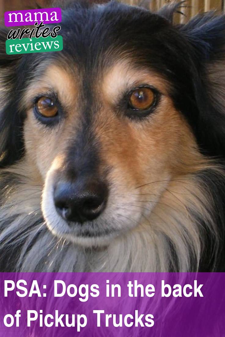 PSA: Dogs in the back of Pickup Trucks | Mama Writes Reviews